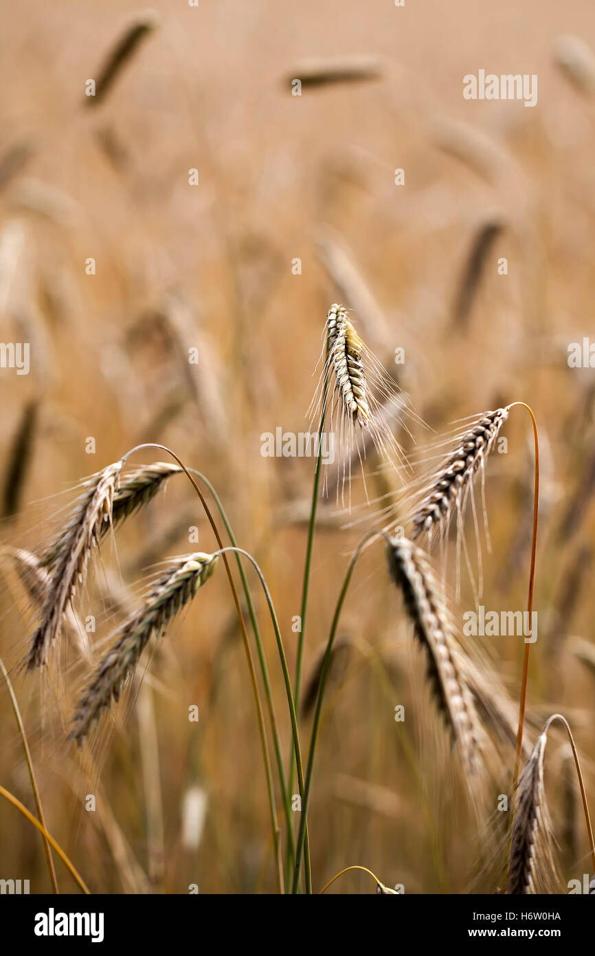 Rye secale cereale corn in hi-res stock photography and images - Alamy