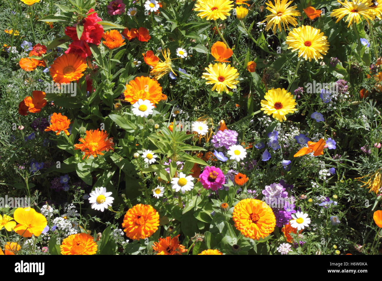 Gold coloured flowers hi-res stock photography and images - Alamy