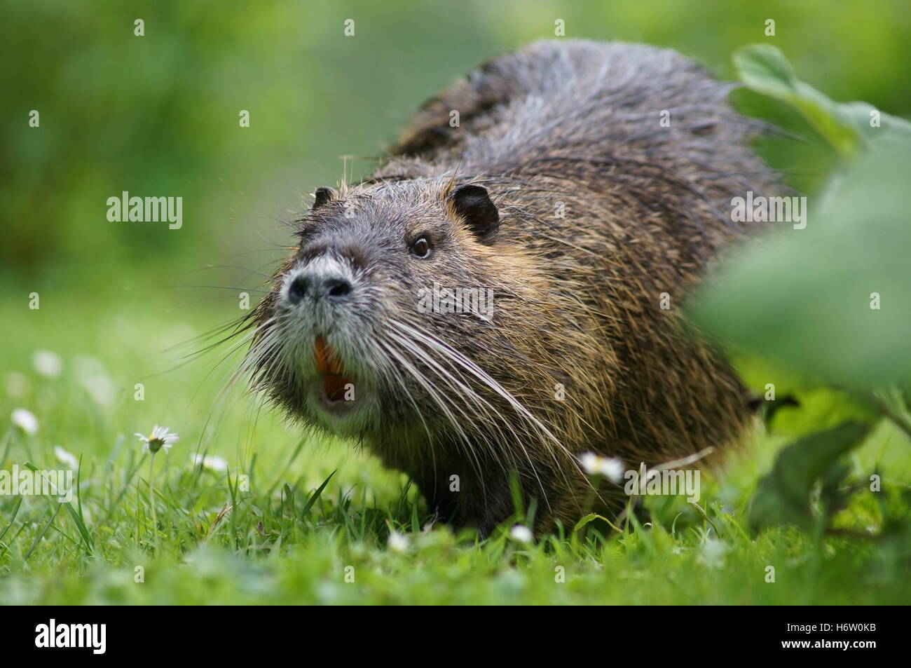 Flight of the rat hi-res stock photography and images - Alamy