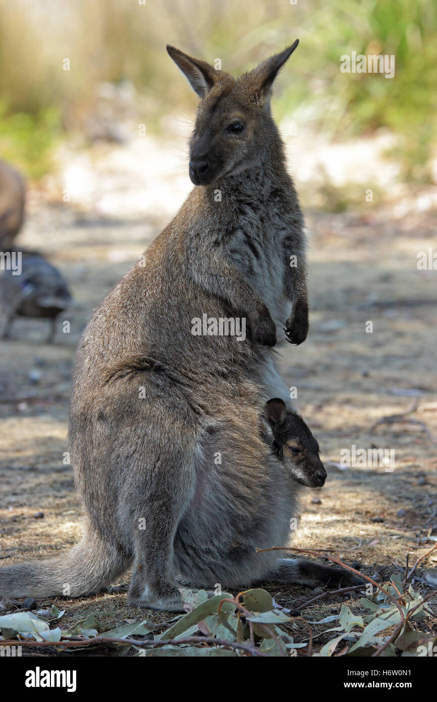 bennett wallaby with cub in the bag,tasmania,australia Stock Photo - Alamy