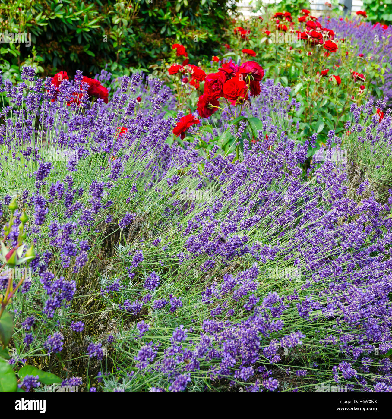 Lavender Garden Stock Photos & Lavender Garden Stock Images - Alamy