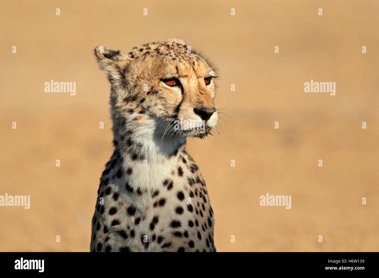 Fastest mammals hi-res stock photography and images - Alamy