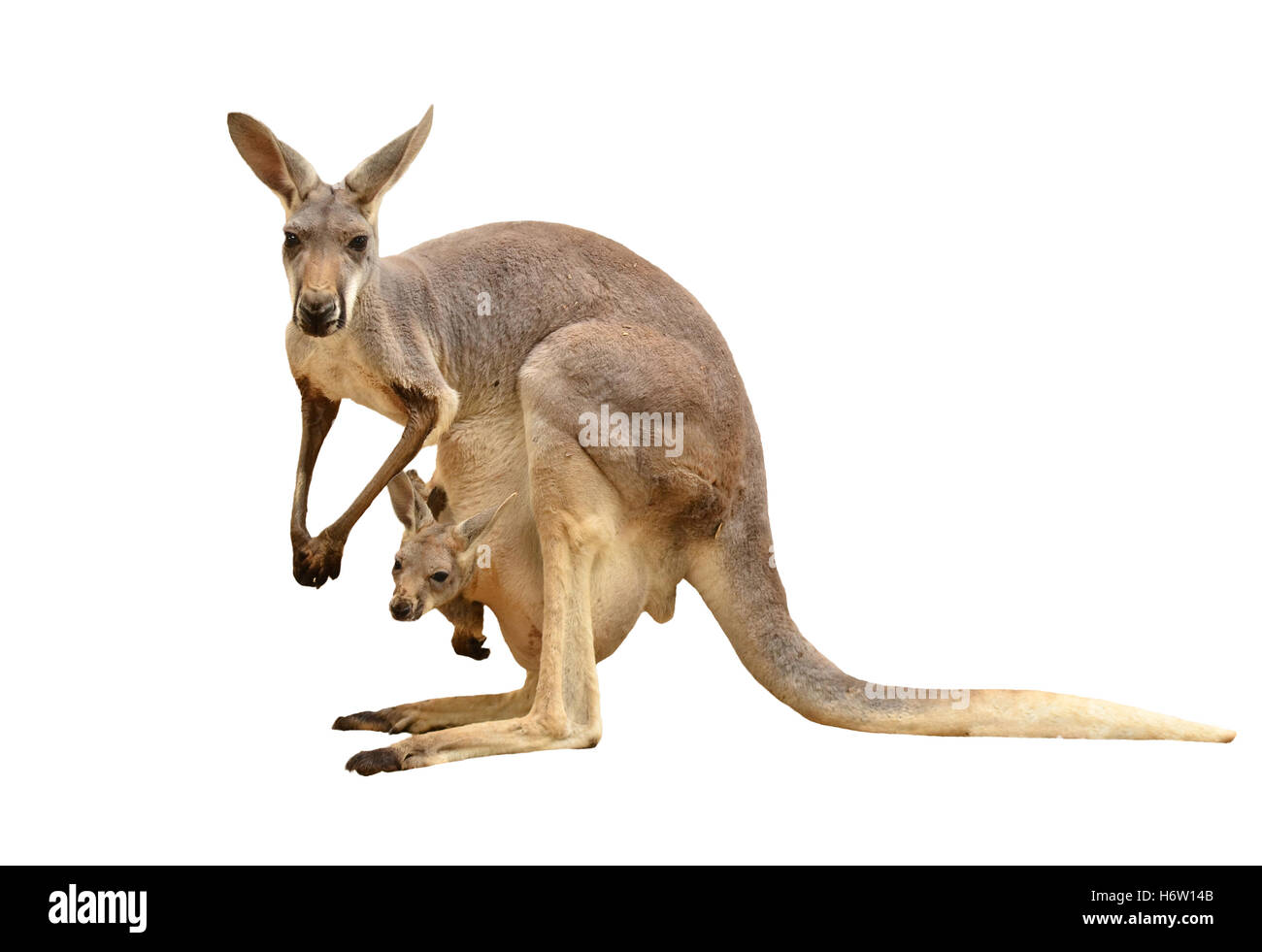 Mammals Cut Out Stock Images & Pictures - Alamy
