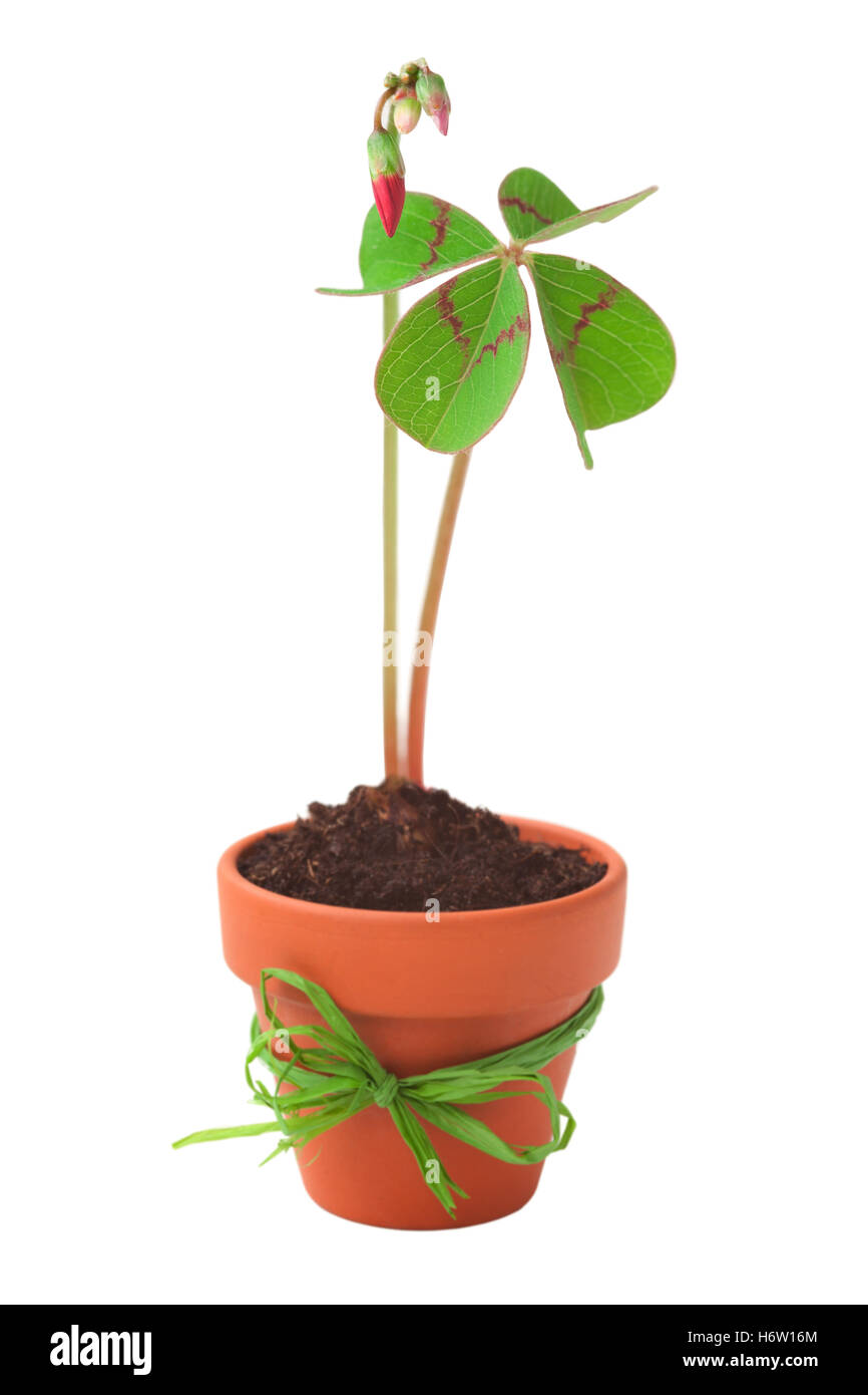 Lucky clover flowers Cut Out Stock Images & Pictures - Alamy