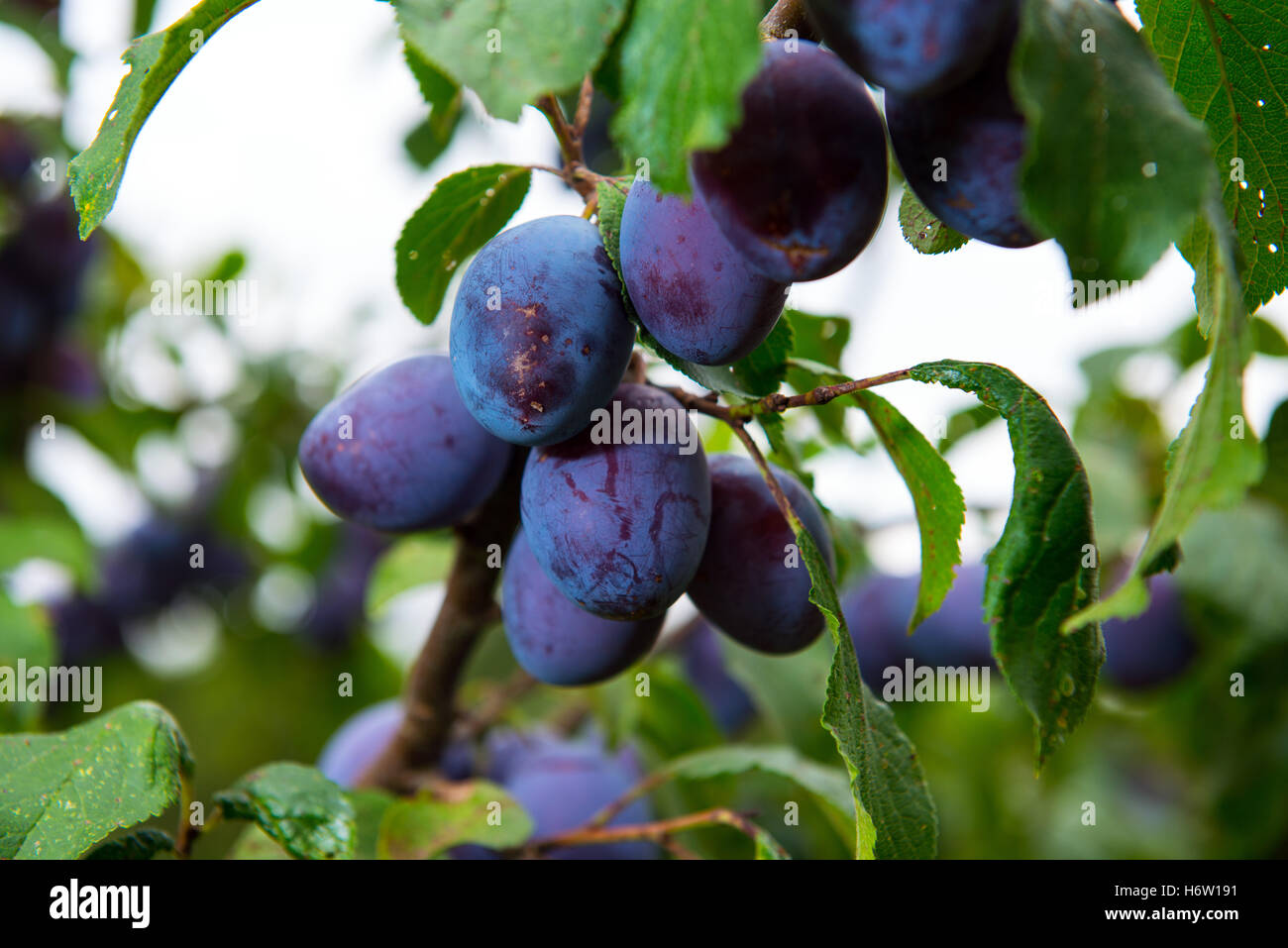 Damson plum hi-res stock photography and images - Alamy