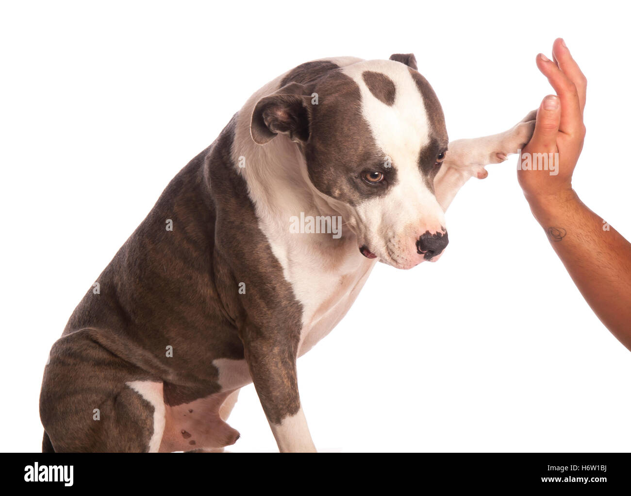 Courageous animals hi-res stock photography and images - Alamy