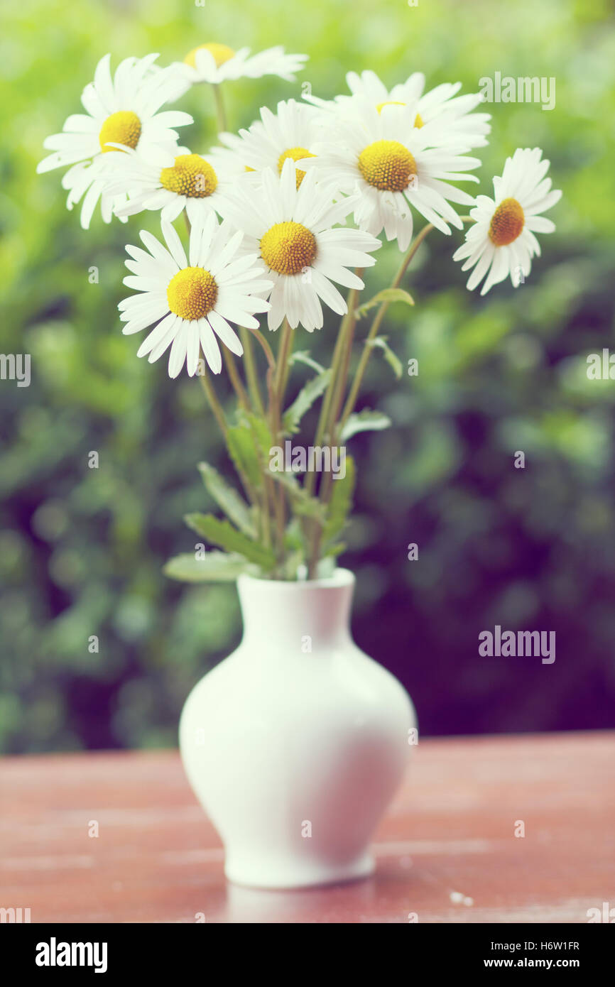 Nice plants hi-res stock photography and images - Alamy