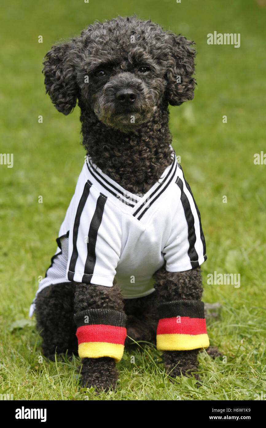 poodle in football jersey (germany Stock Photo - Alamy
