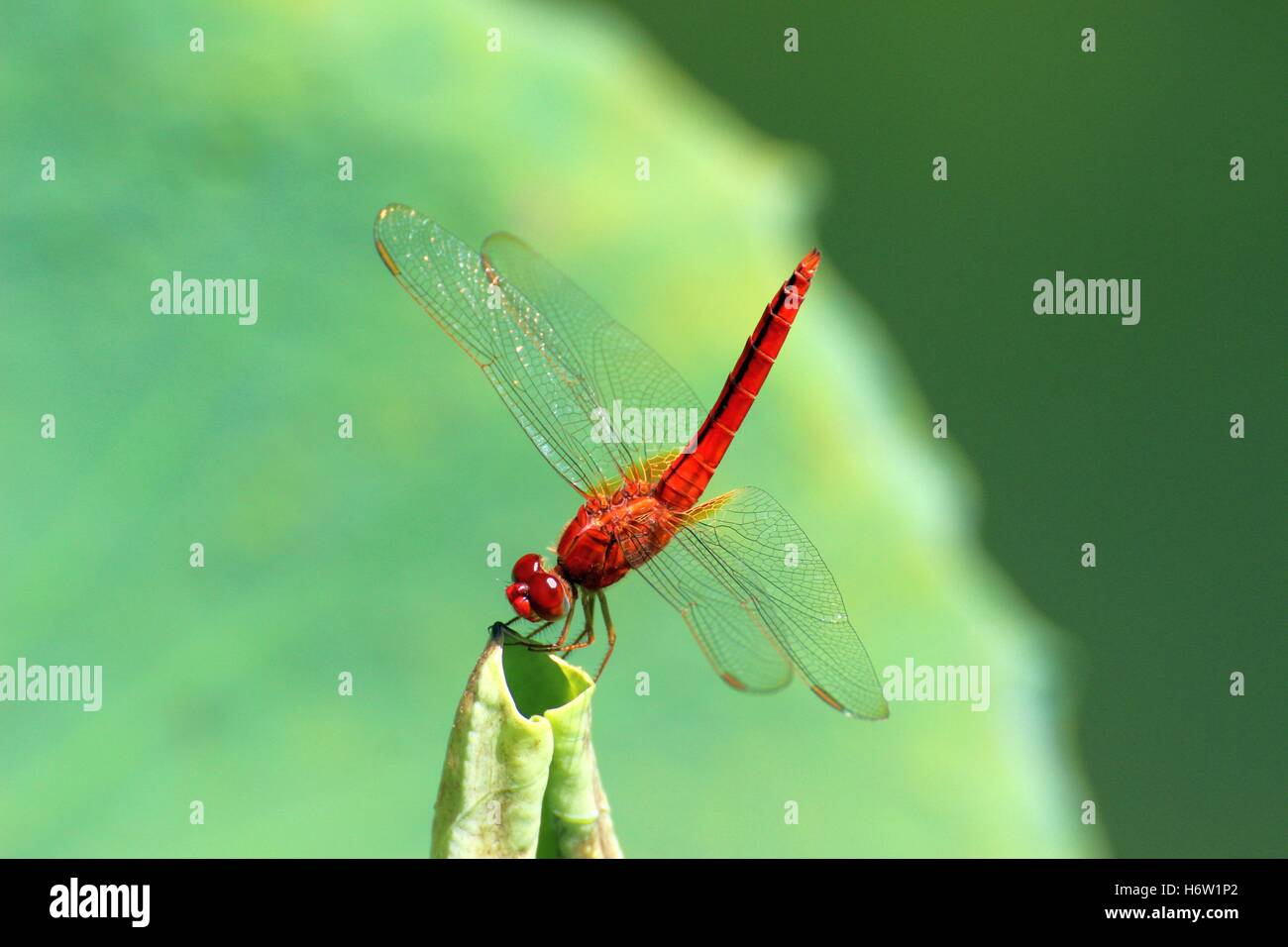 Insects of south east asia hi-res stock photography and images - Alamy
