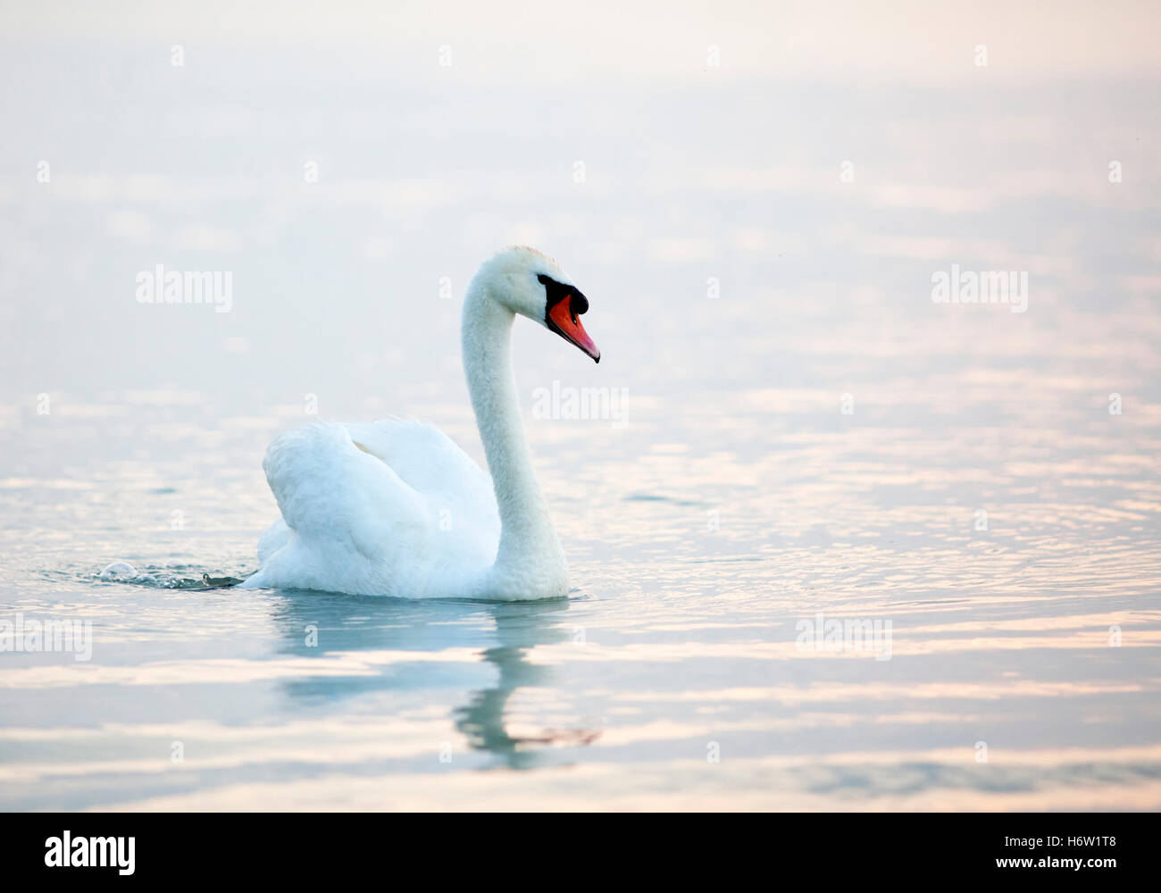 Gentle birds hi-res stock photography and images - Alamy
