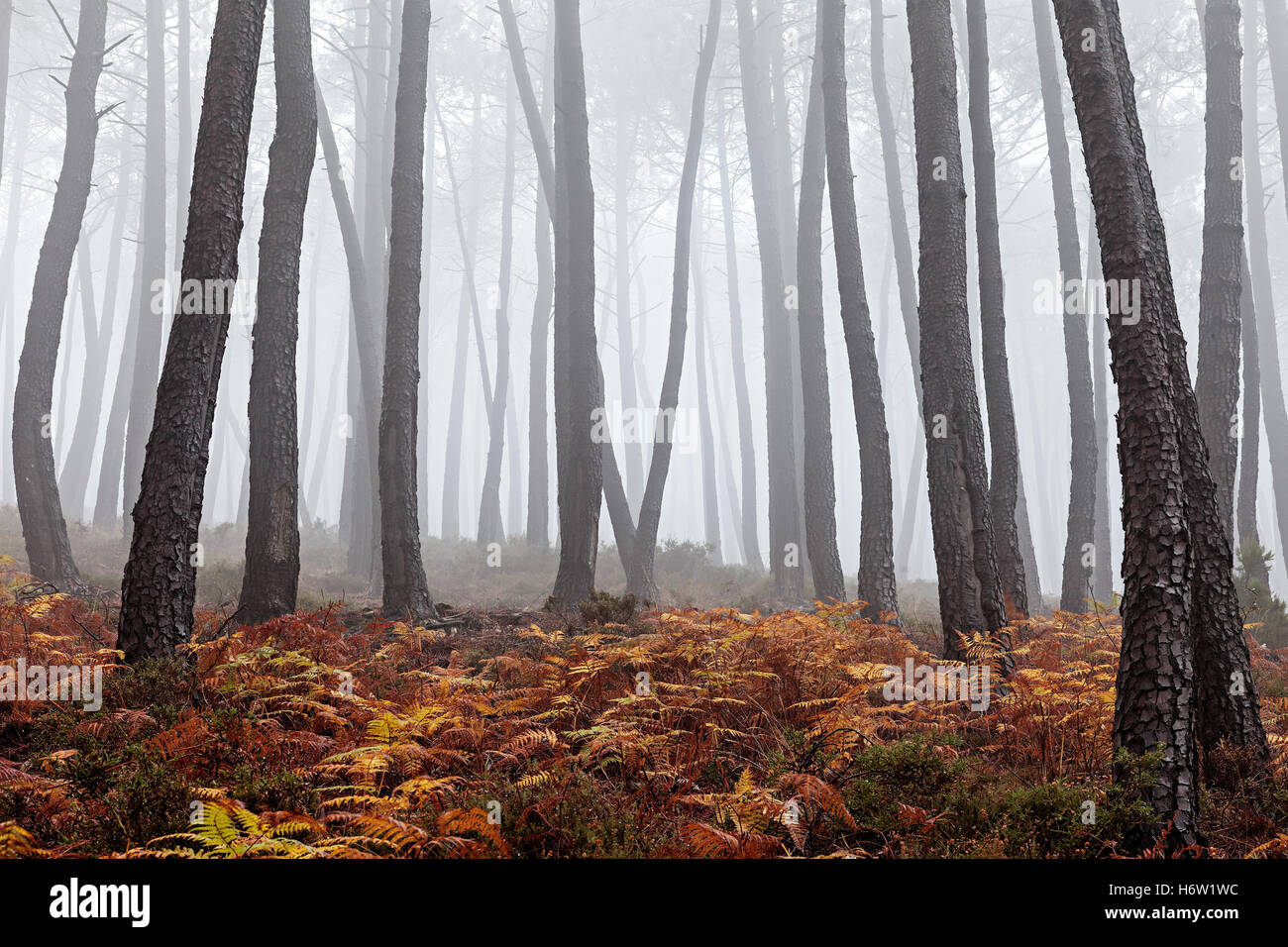 Rainy forests hi-res stock photography and images - Alamy