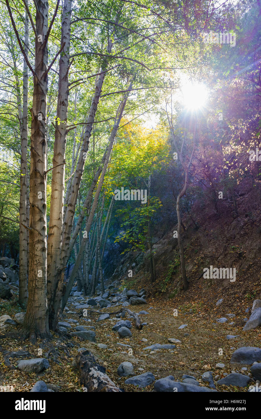 Beautiful fall color of Switzer Falls Trail, Los Angeles, California ...