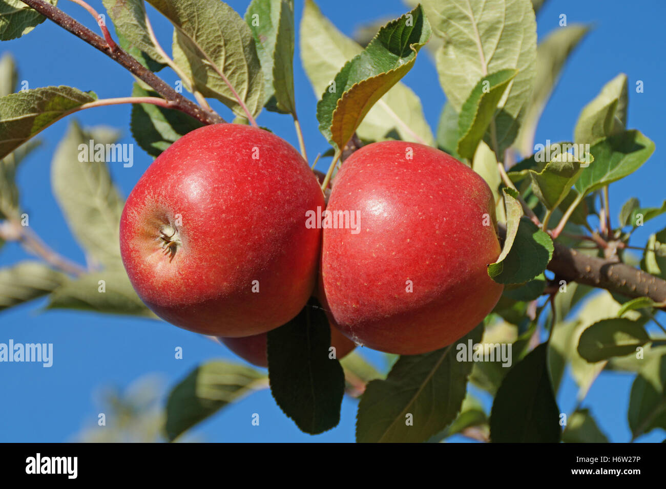 Red apples fruits hi-res stock photography and images - Alamy