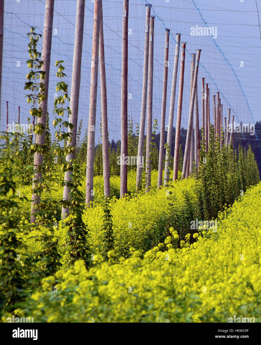Hops fields hi-res stock photography and images - Alamy