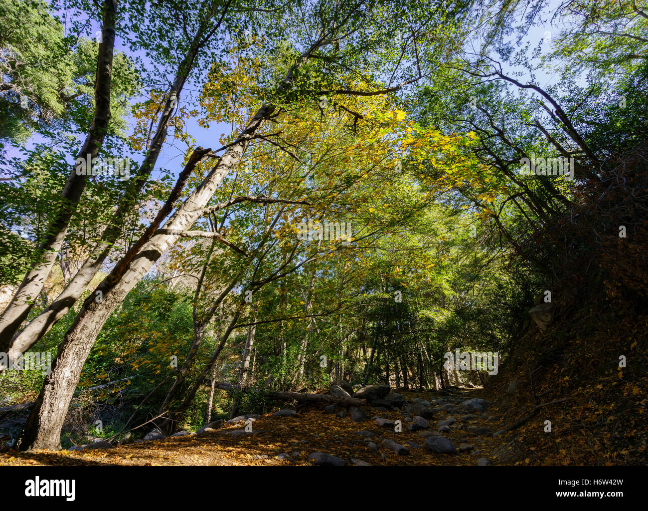 Beautiful fall color of Switzer Falls Trail, Los Angeles, California ...