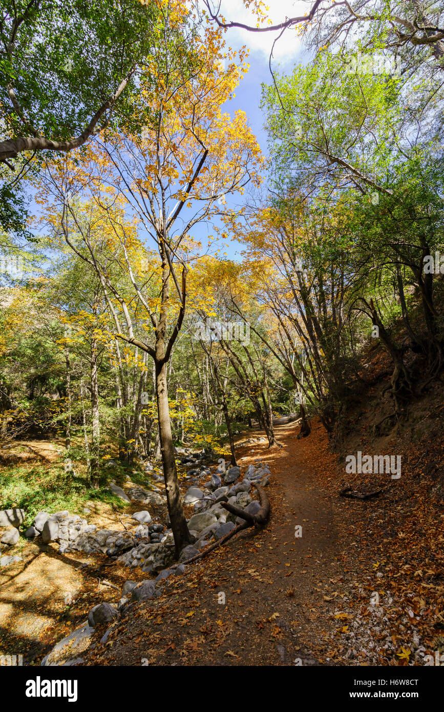 Beautiful fall color of Switzer Falls Trail, Los Angeles, California ...