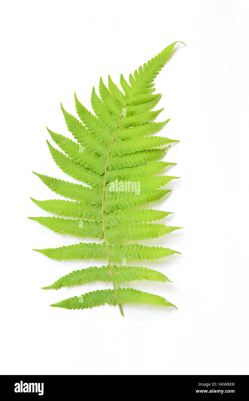 Imitation flowers Cut Out Stock Images & Pictures - Alamy