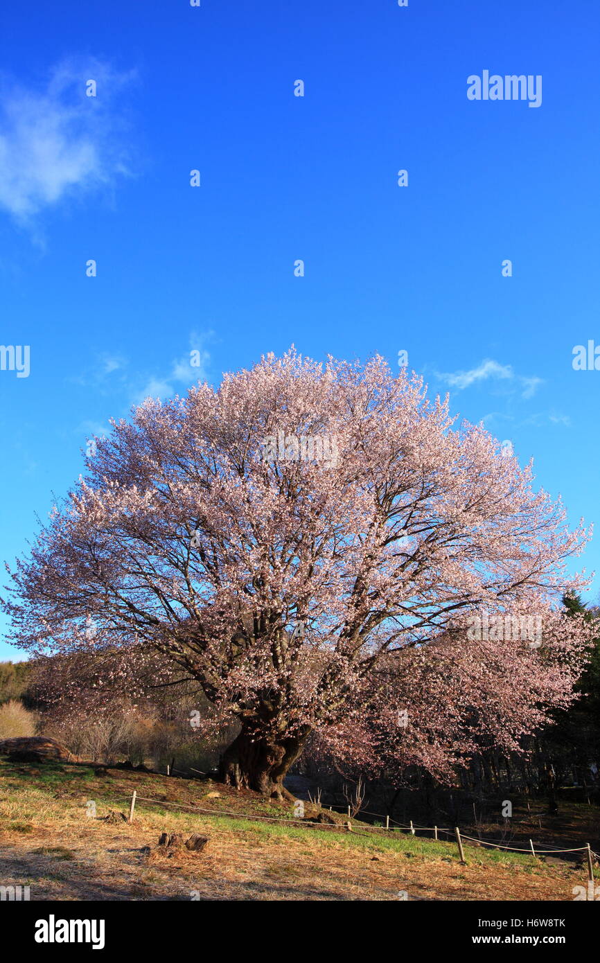 Pink forests hi-res stock photography and images - Alamy