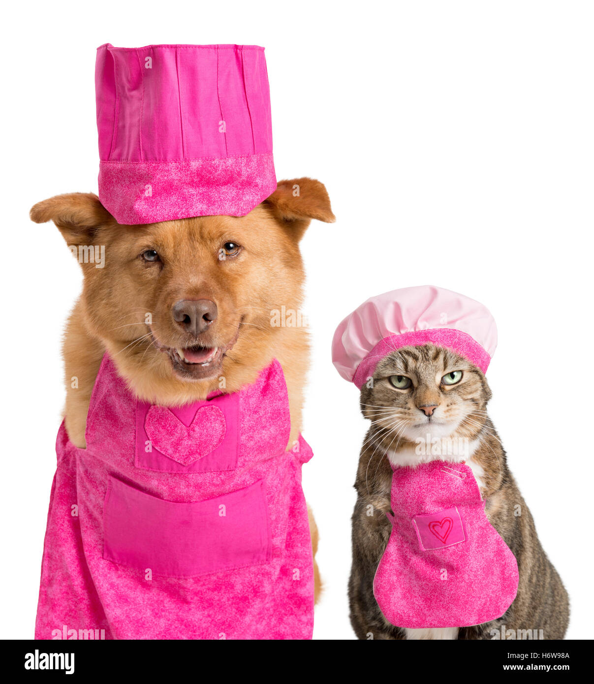 Cat chef hat hi-res stock photography and images - Alamy