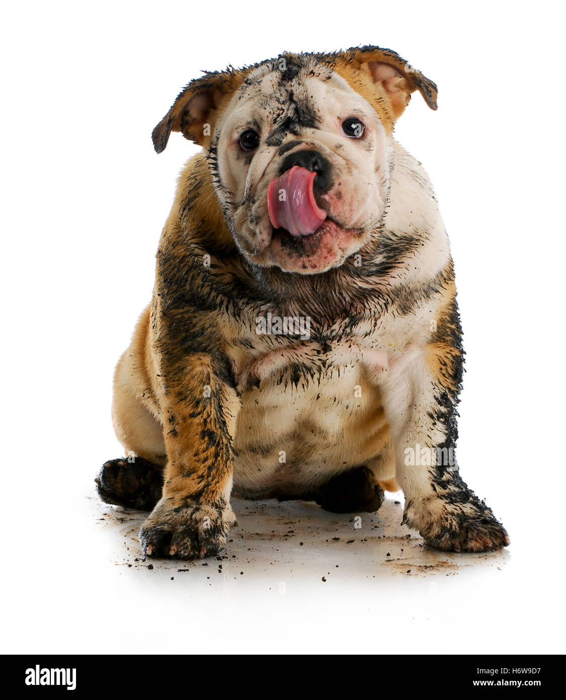 Bold animals hi-res stock photography and images - Alamy