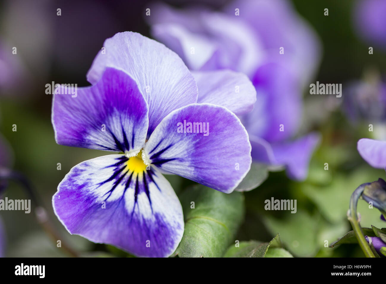Pansy hi-res stock photography and images - Alamy