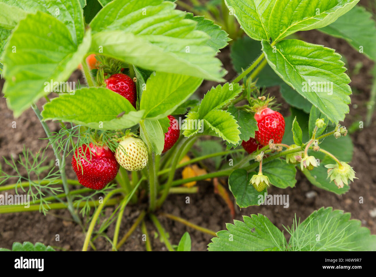 food aliment leaf sweet closeup garden leaves agriculture farming flora ...