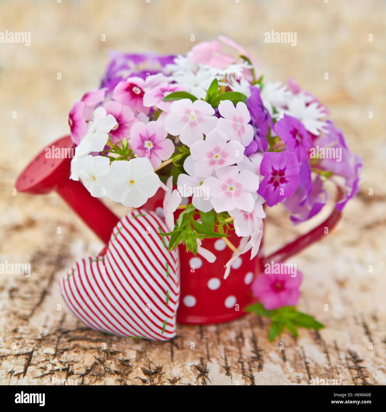 Fresh flowers in pot hi-res stock photography and images - Alamy