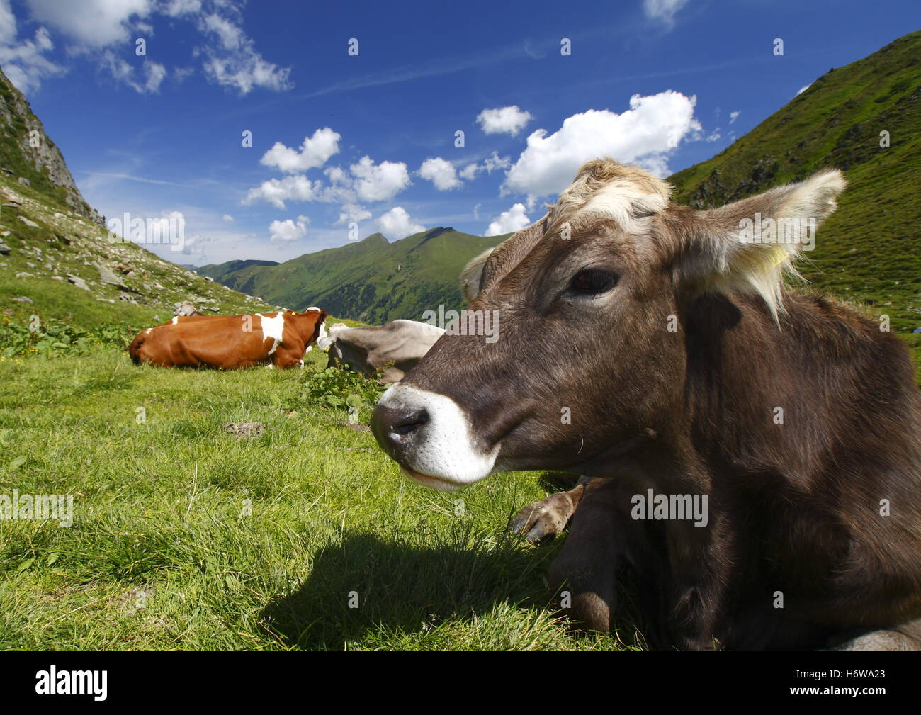 austria the cows Stock Photo - Alamy