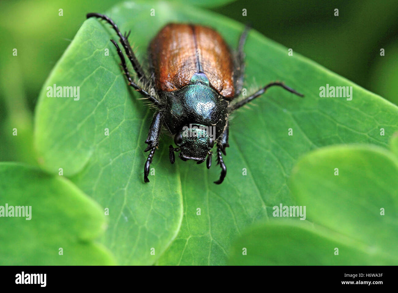 a garden chafer or junebug Stock Photo - Alamy
