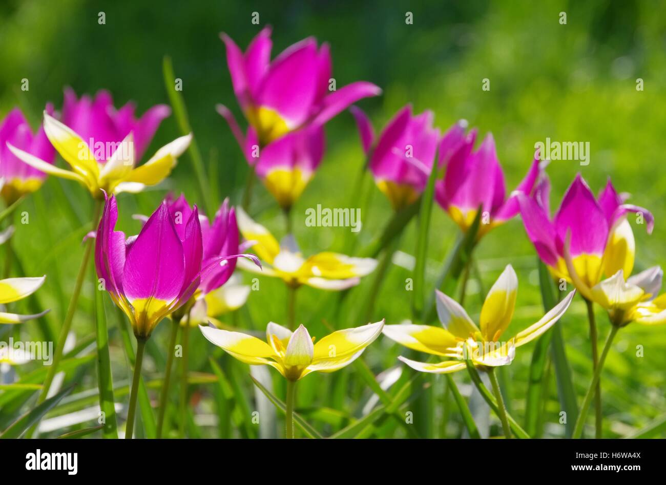 Wild tulip hi-res stock photography and images - Alamy
