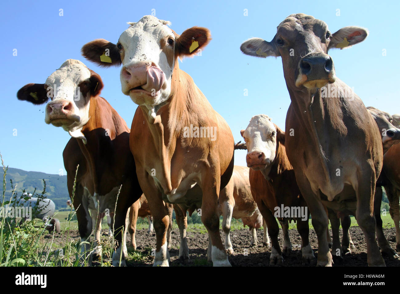 Allgauer braunvieh hi-res stock photography and images - Alamy