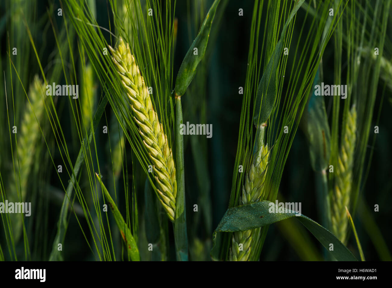 Ear fruit hi-res stock photography and images - Alamy