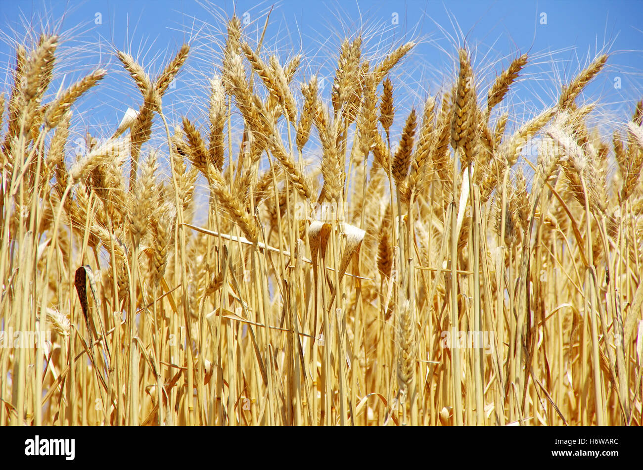Golden grass fields hi-res stock photography and images - Alamy