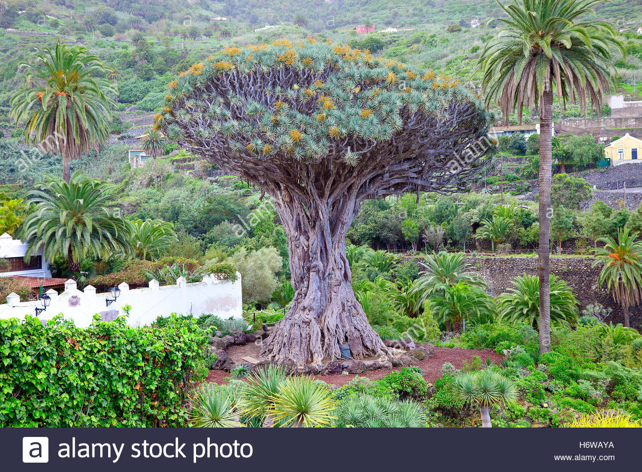 Dragon Plant High Resolution Stock Photography and Images - Alamy