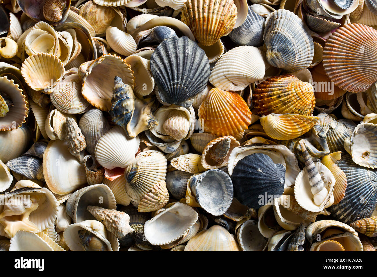 Seashore crustaceans hi-res stock photography and images - Alamy