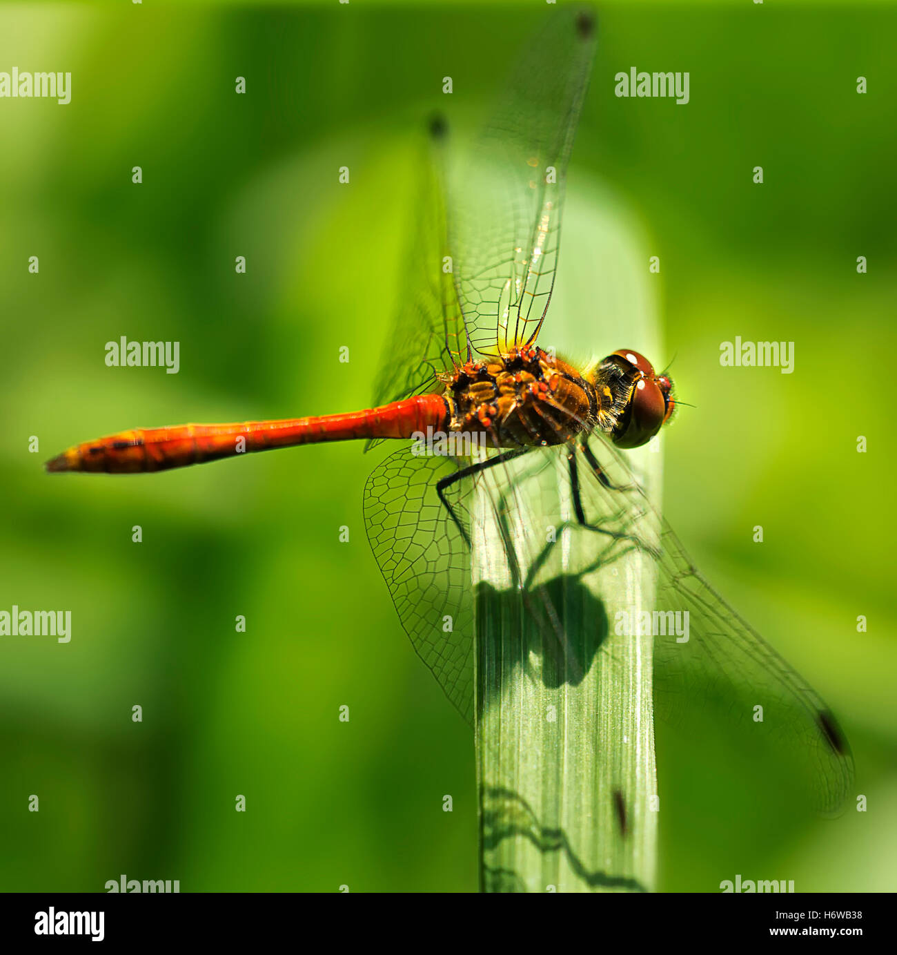 Blutrote heidelibelle mannchen hi-res stock photography and images - Alamy