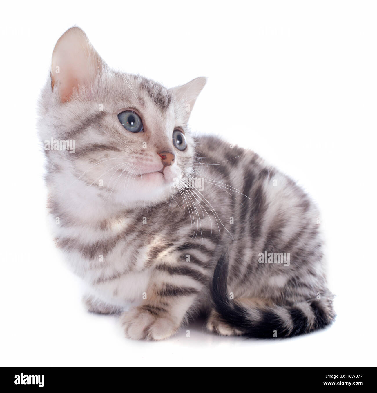 Purebred cats hi-res stock photography and images - Alamy