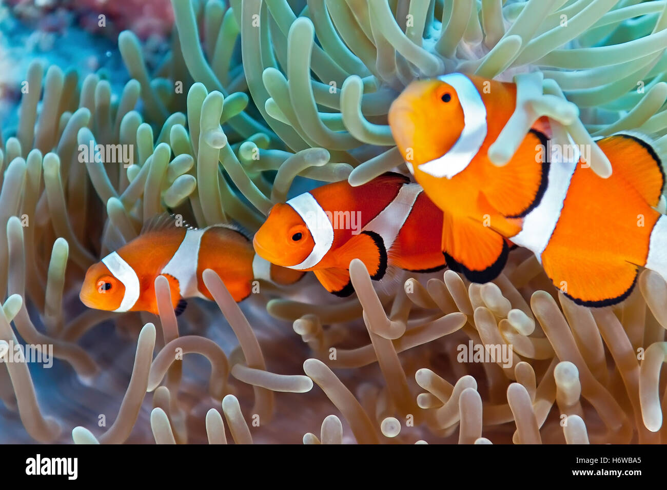 World fish hi-res stock photography and images - Alamy