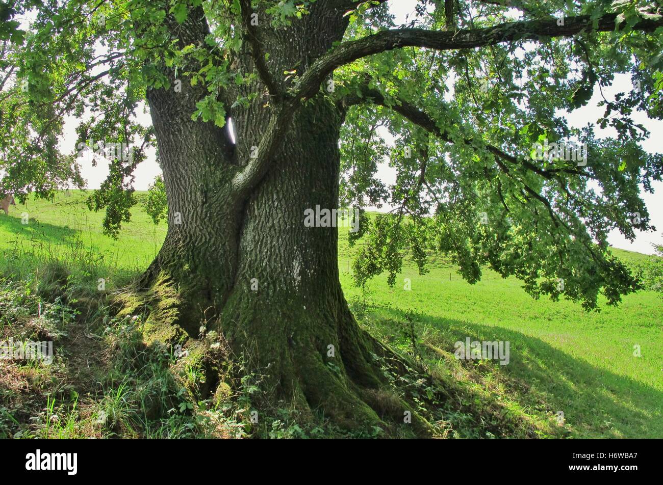 big large enormous extreme powerful imposing immense relevant tree ...