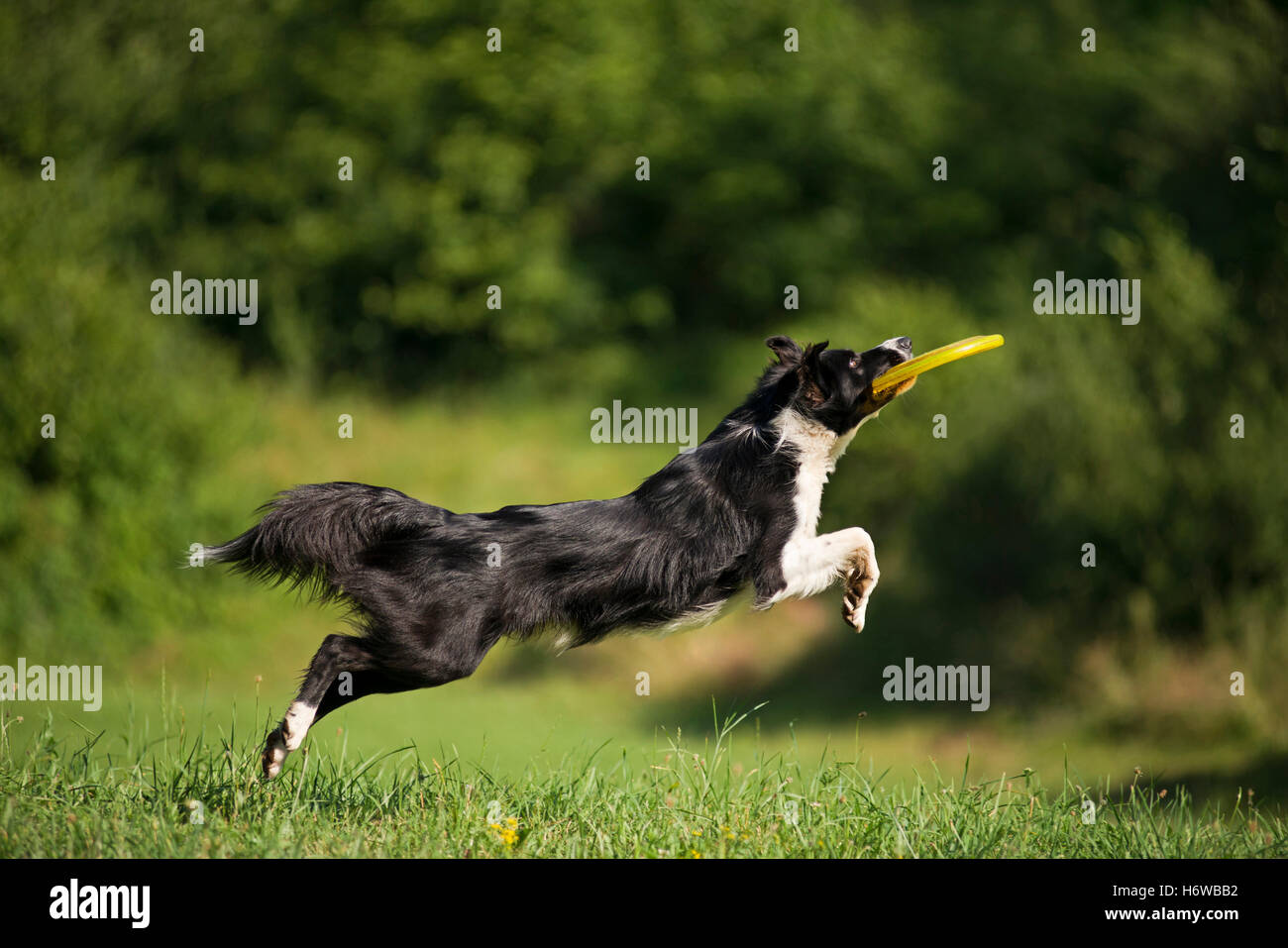 Dog jump home hi-res stock photography and images - Alamy