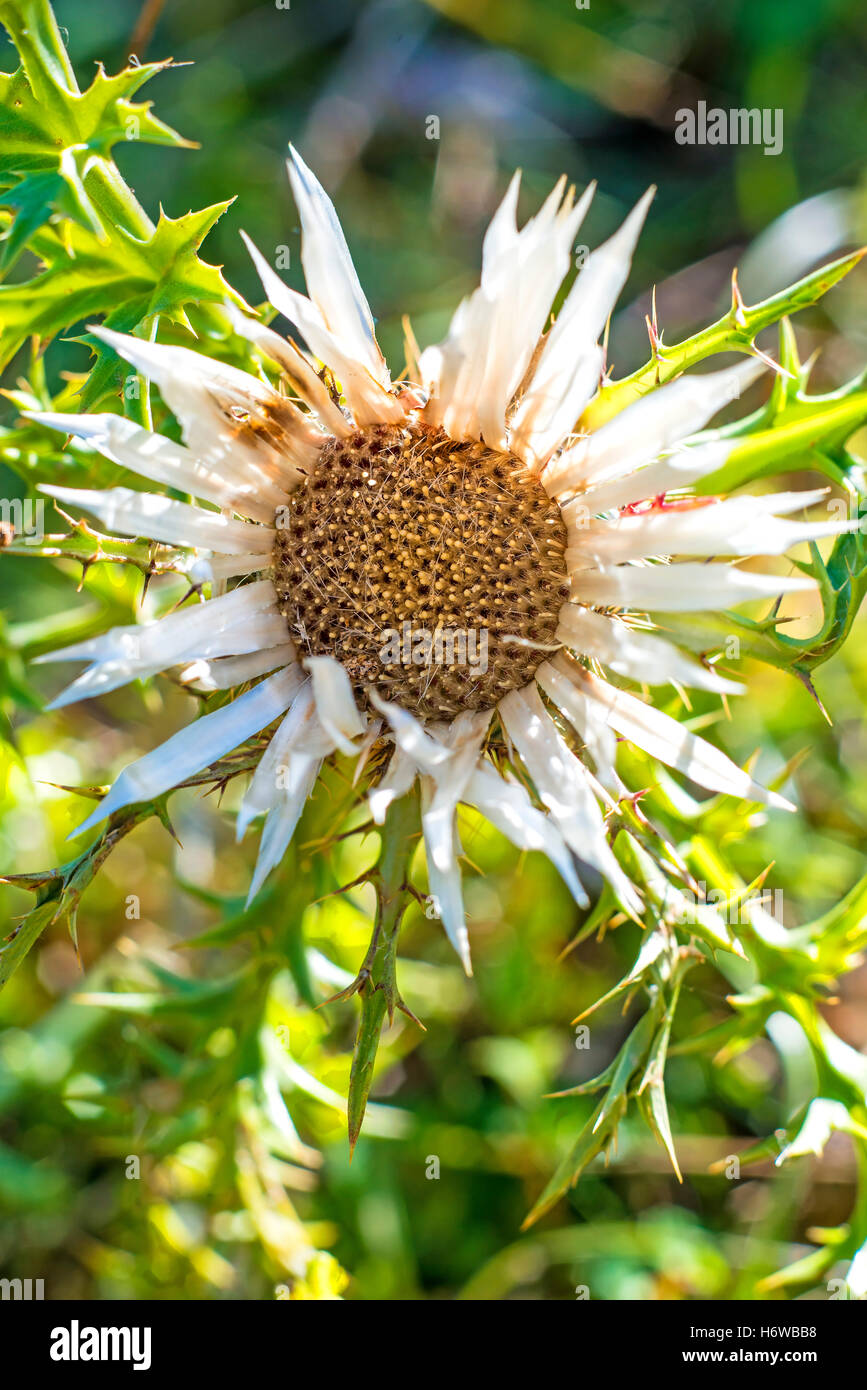 Protected plants hi-res stock photography and images - Alamy