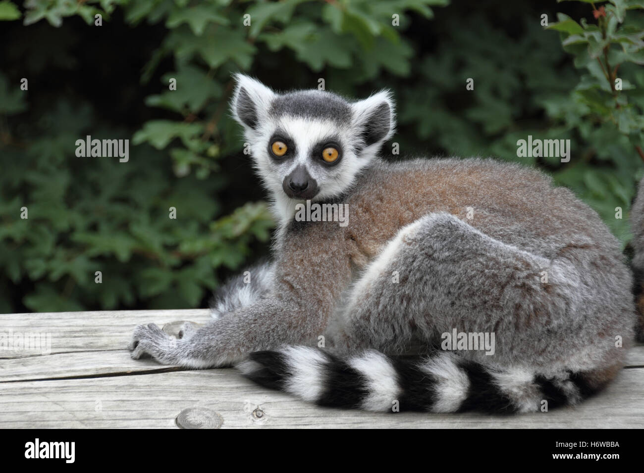 The katta hi-res stock photography and images - Alamy