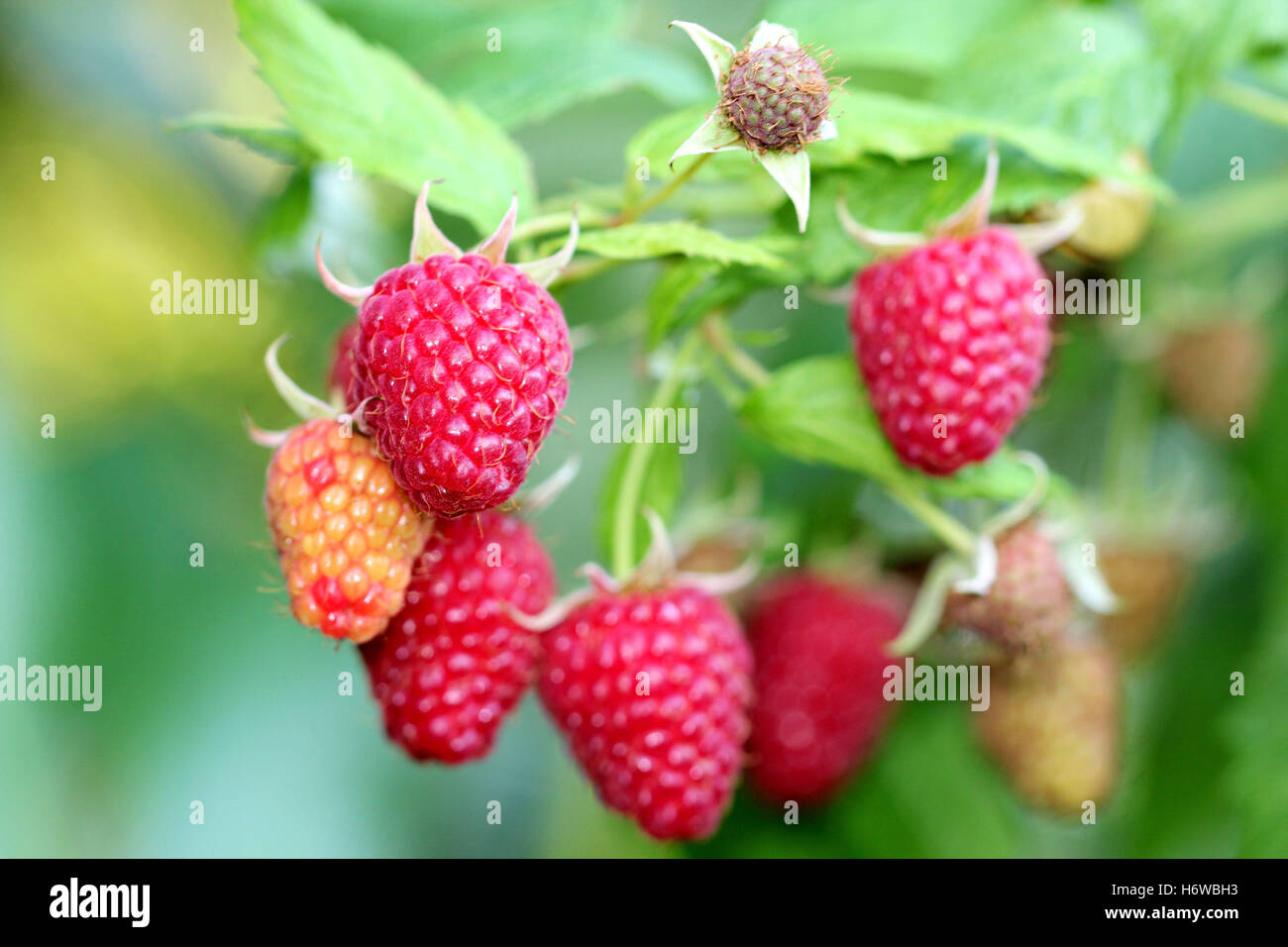 Raspberry crown hi-res stock photography and images - Alamy