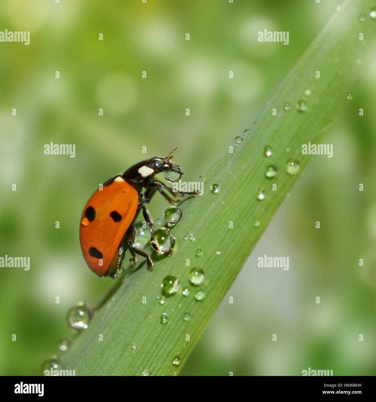 Ladybird insects hi-res stock photography and images - Alamy