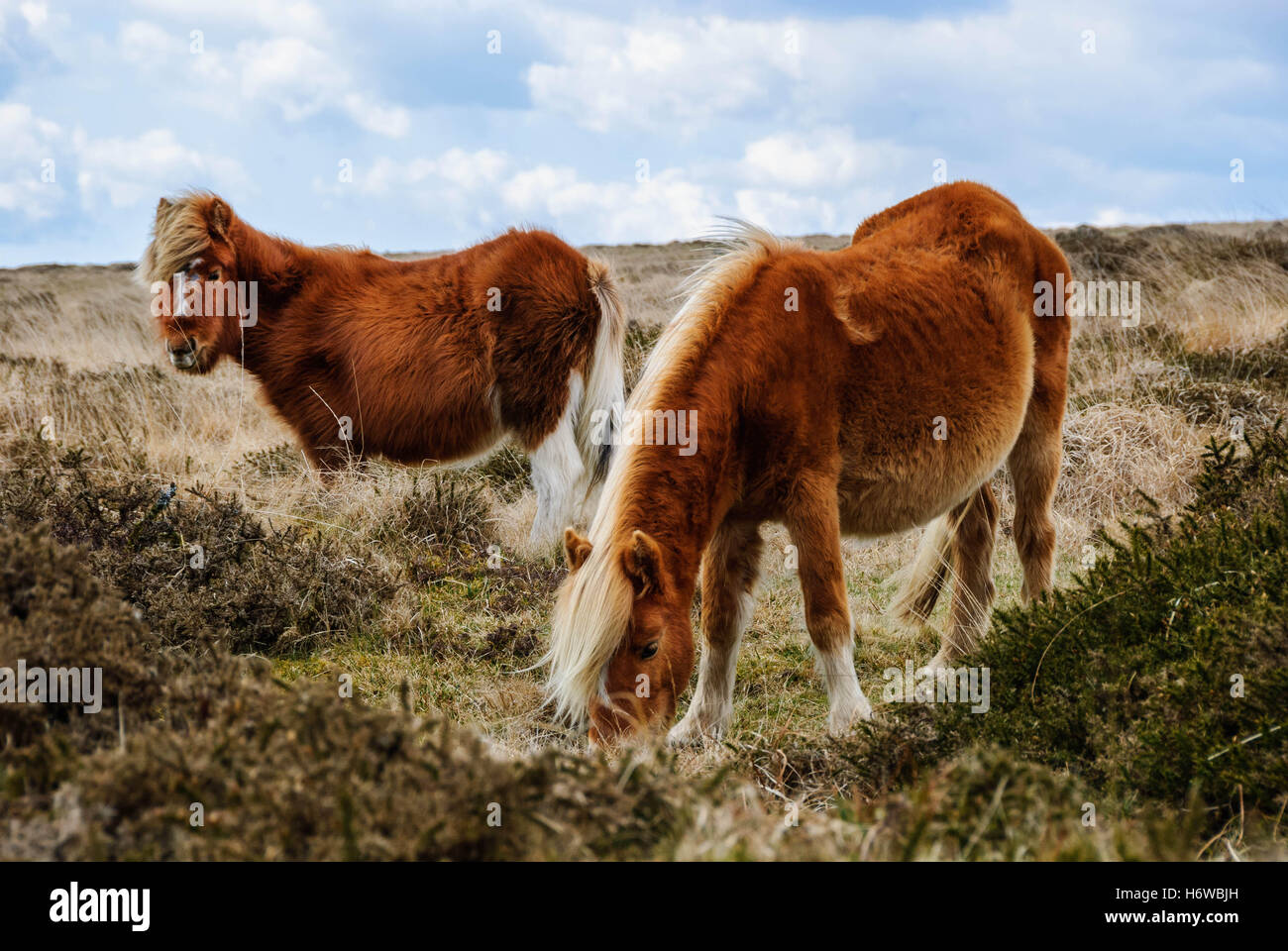 Other wild animals hi-res stock photography and images - Alamy