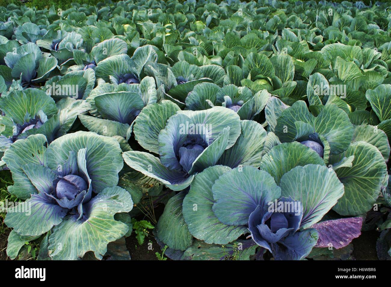 bio - cabbage field Stock Photo - Alamy