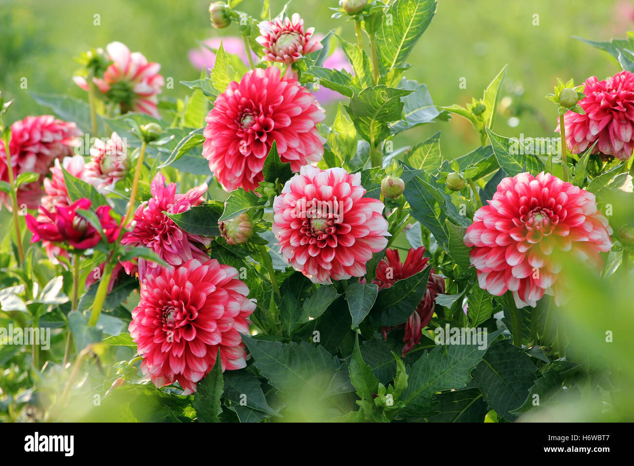 shine shines bright lucent light serene luminous plant flower green ...