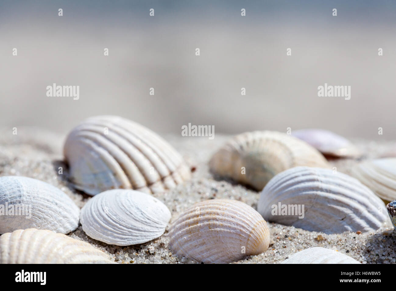 Light environment and animals hi-res stock photography and images - Alamy