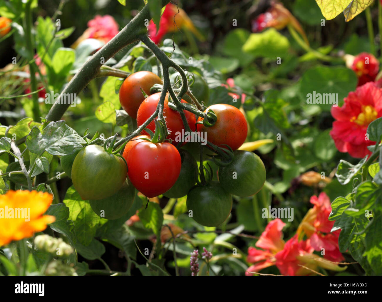 Tomato Plant High Resolution Stock Photography and Images - Alamy