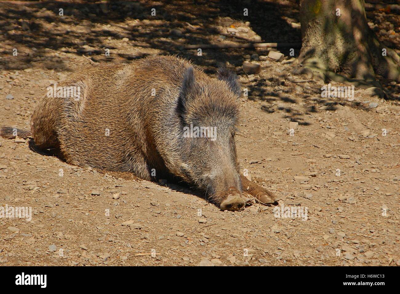 Pigs sunbathing hi-res stock photography and images - Alamy